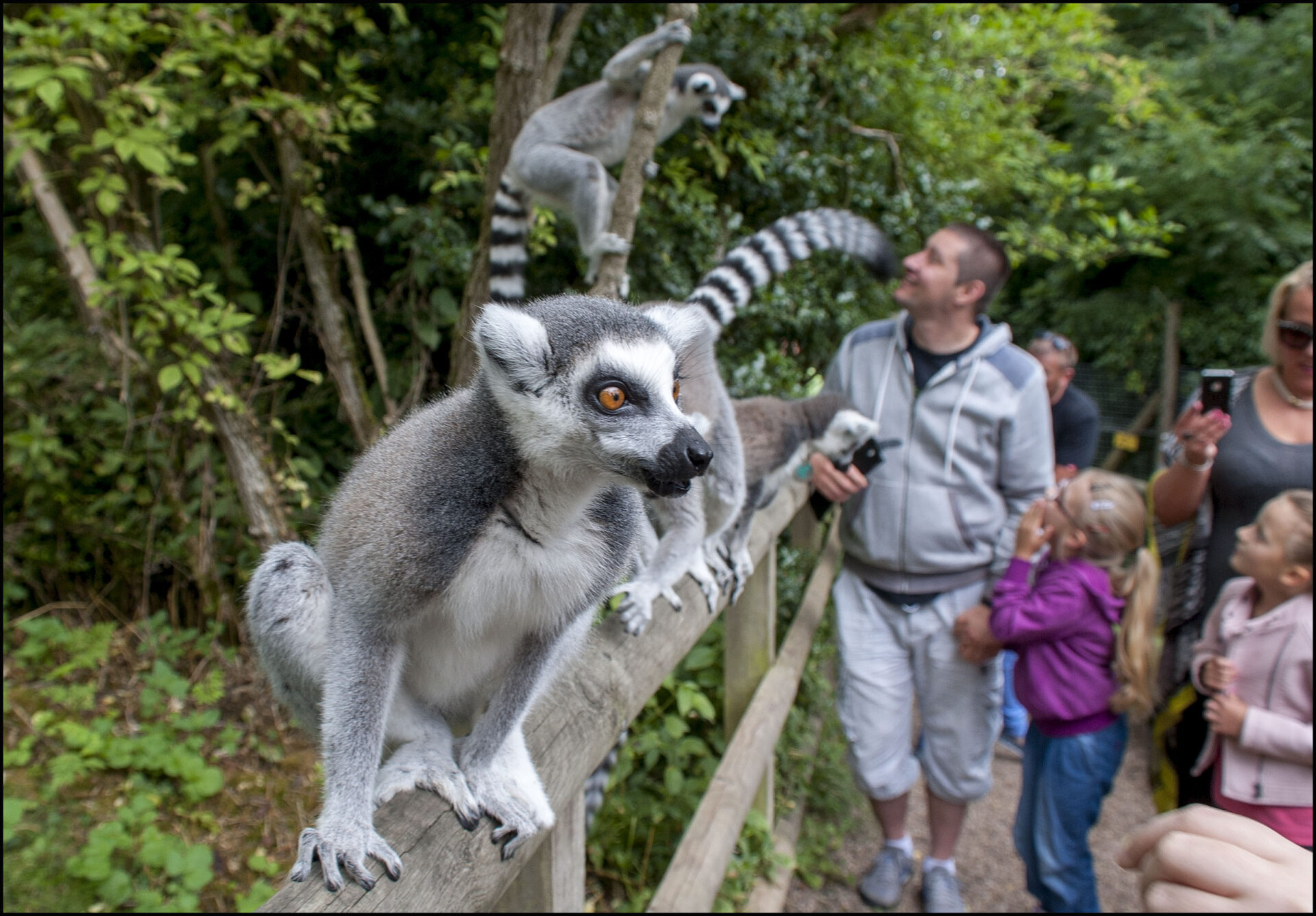 Dudley Zoo & Castle | Raring2go!