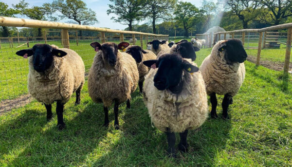 Attwell Farm Park | Raring2go!