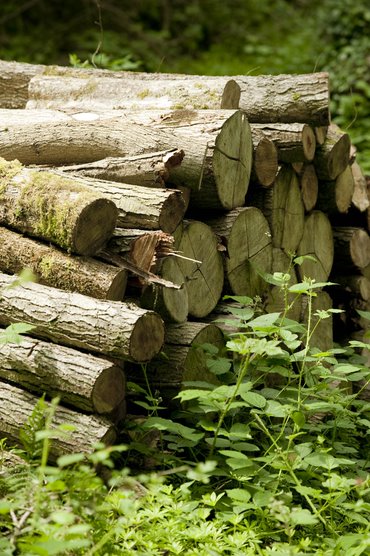 Bushcraft at Severn Valley Country Park | Raring2go!