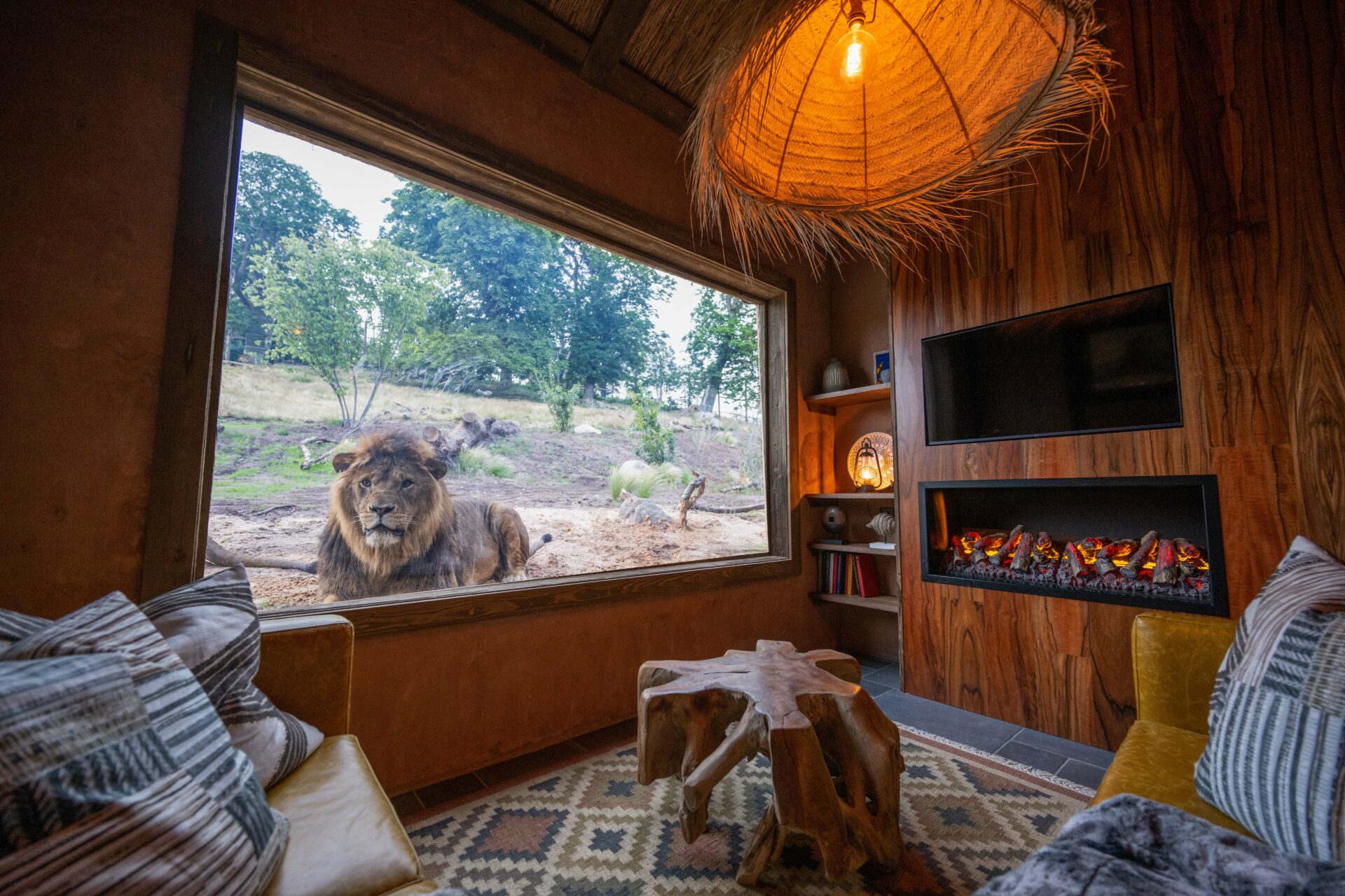 New Lion Habitat
