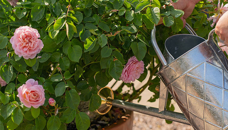 June in Bloom: A Chelsea-Inspired Talk from David Austin Roses, Millets ...